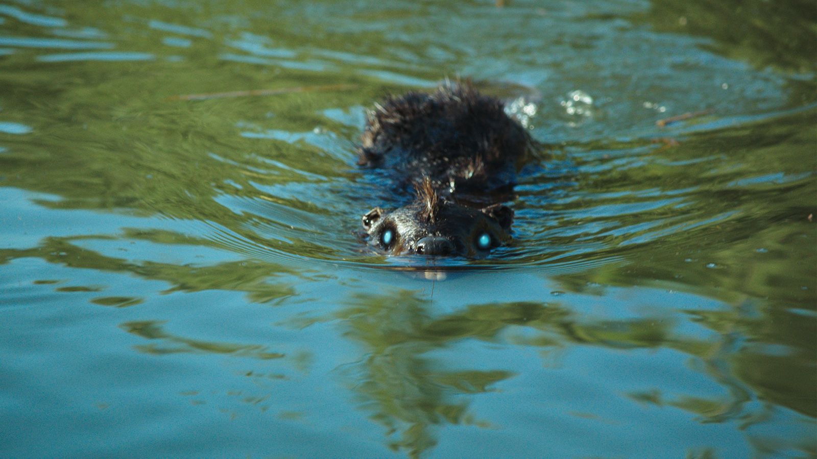 Imágenes de Zombeavers (Castores zombies) - 8 sobre 12 - SensaCine.com